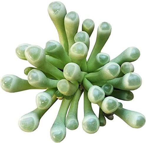 The Best Small Indoor Plants to Green Up Your Little Space