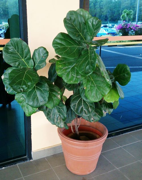 The Best Large Indoor Plants: Trees and Plants that Make a Statement