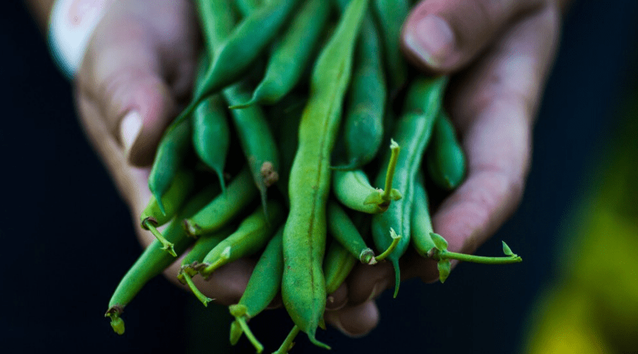 How to Grow Great Green Beans: The Complete Guide