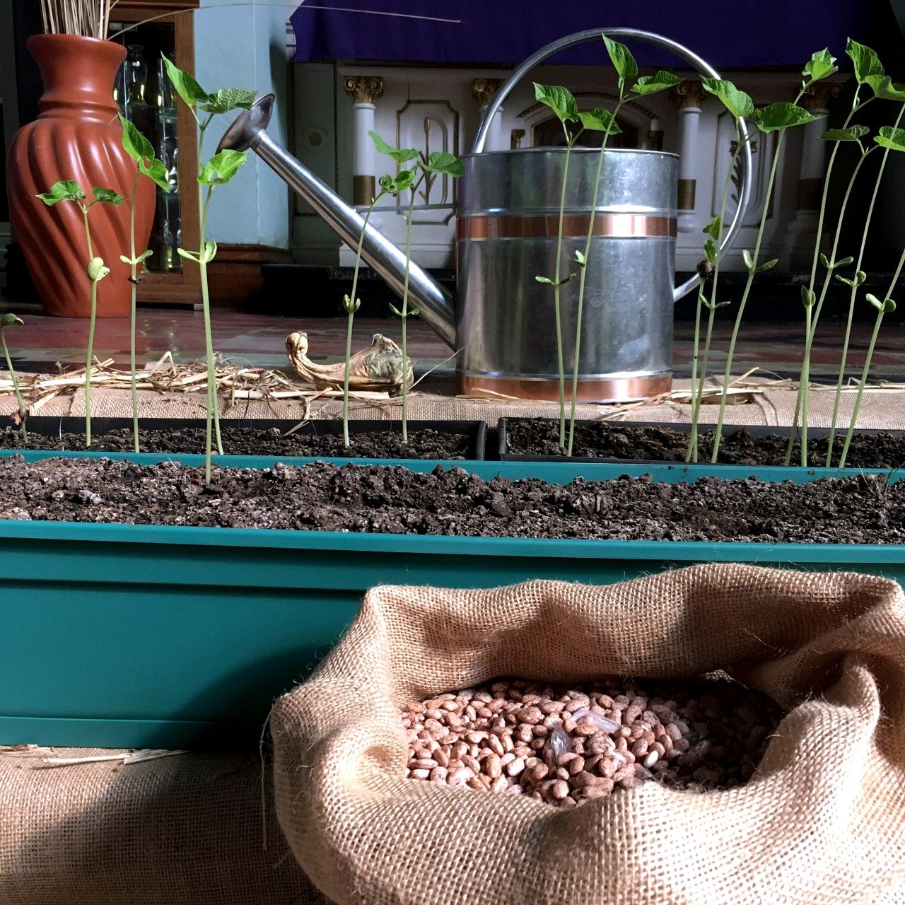 How to Grow Great Green Beans: The Complete Guide