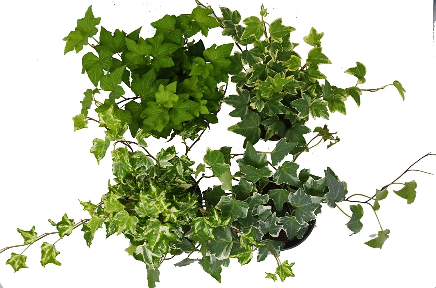 English Ivy Guide: How to Care for Your English Ivy Indoors & Out