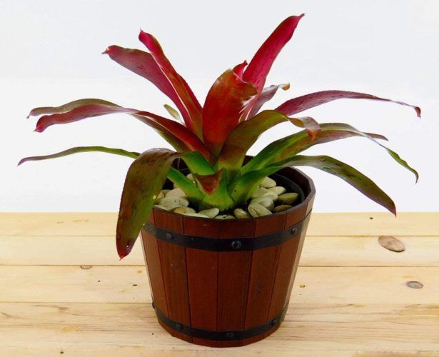 How to Care for Bromeliads: Tips for Healthy Tropical Blooming Houseplants