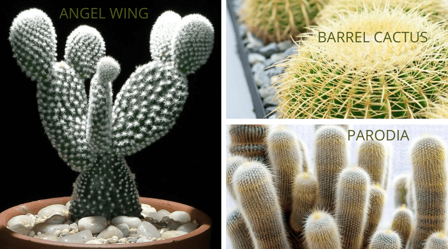 13 Best Cacti: How to Grow Easy and Beneficial Cactus Plants Indoors
