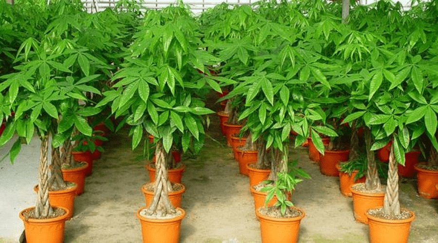 Money Tree Guide: How to Take Care of a Money Tree Plant