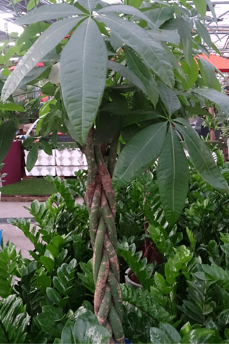 Money Tree Guide: How to Take Care of a Money Tree Plant