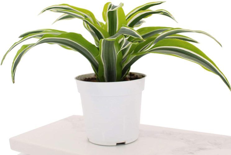 Dracaena Guide: How to Care for a Dragon Tree Indoors