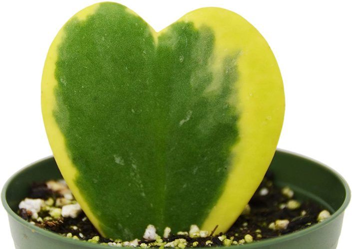Hoya Kerrii Guide: How to Care for a Sweetheart Plant