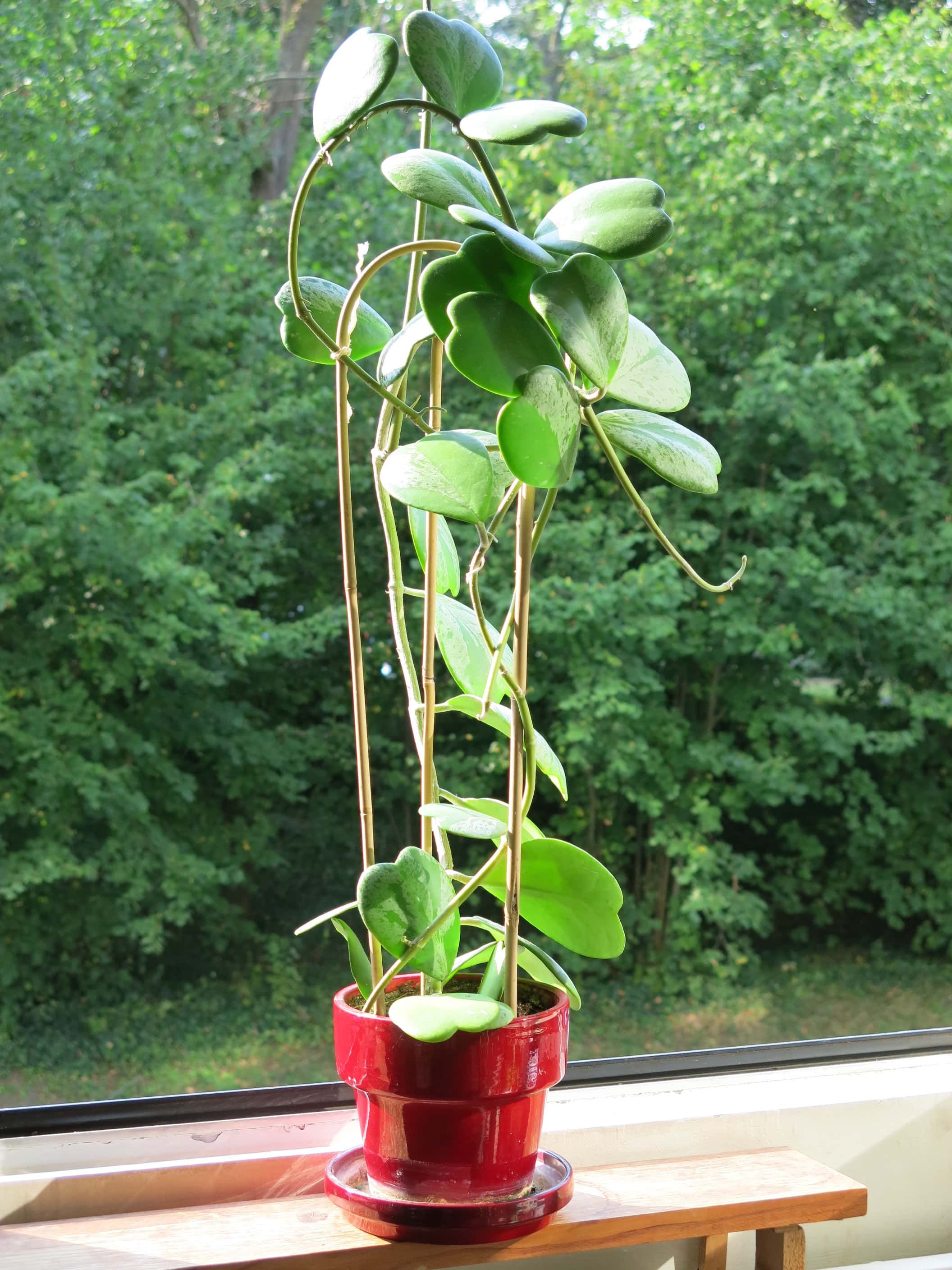 Hoya Kerrii Guide: How to Care for a Sweetheart Plant