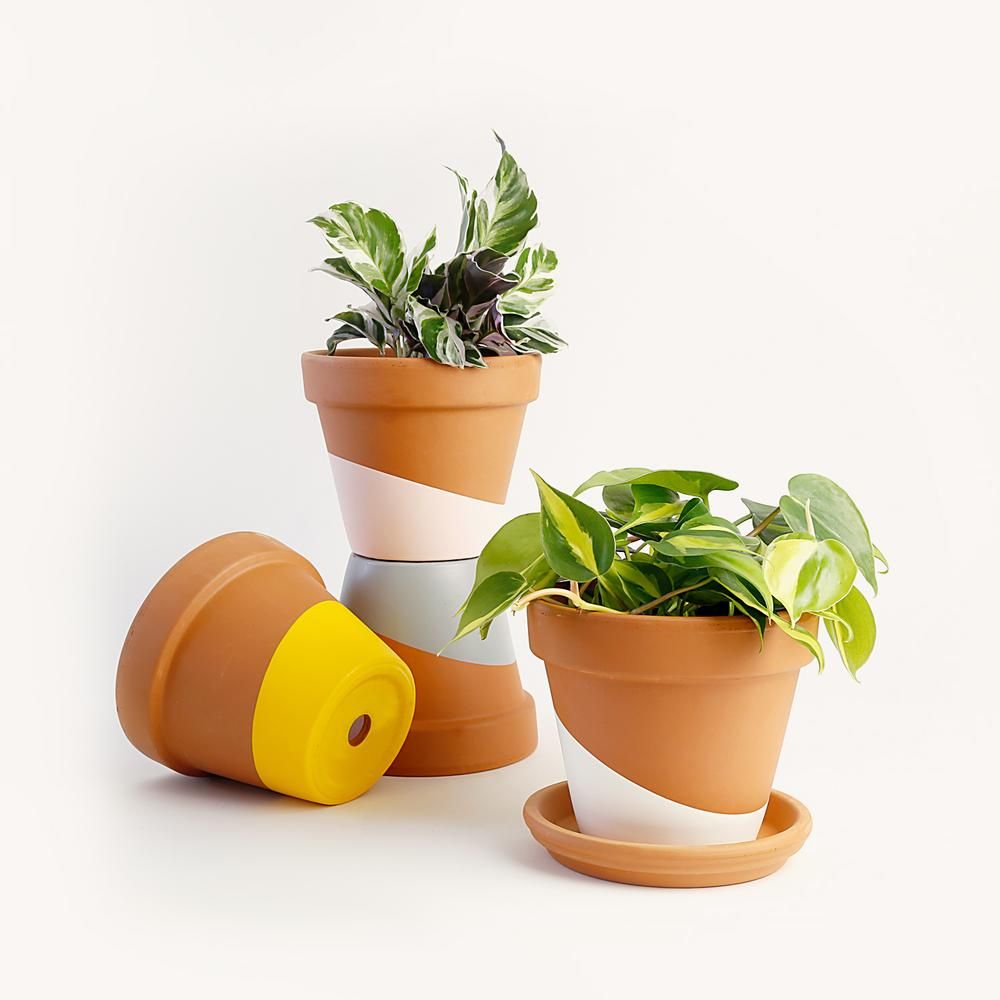 House Plant Shopping: The Best Online Retailers for Indoor Gardeners