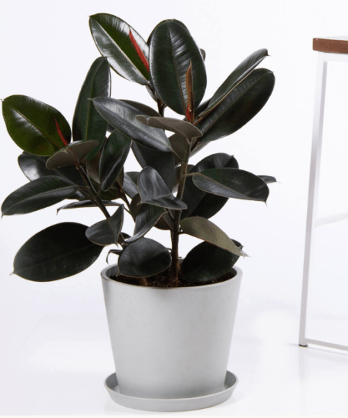 Rubber Tree Guide: How to Care for a Ficus Elastica Plant