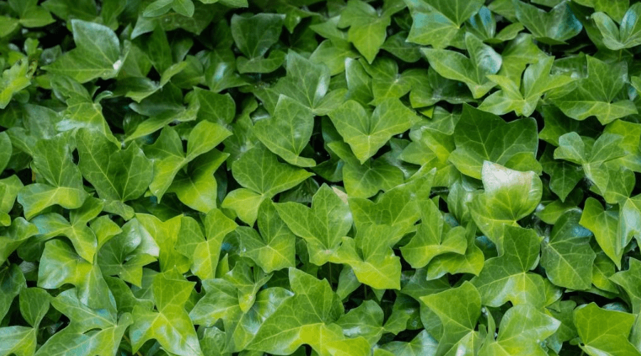 English Ivy Guide: How to Care for Your English Ivy Indoors & Out