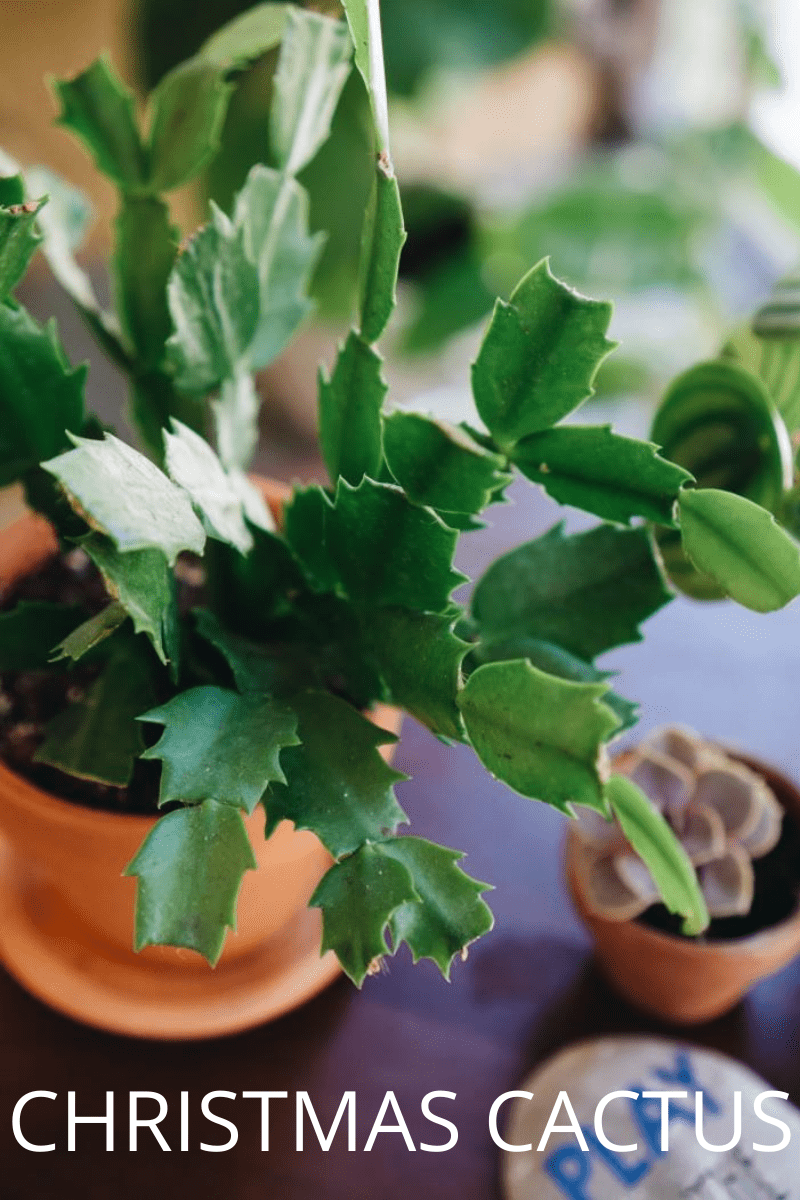 13 Best Cacti: How to Grow Easy and Beneficial Cactus Plants Indoors