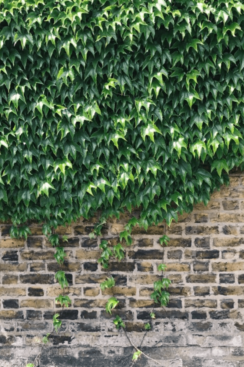 English Ivy Guide: How to Care for Your English Ivy Indoors & Out