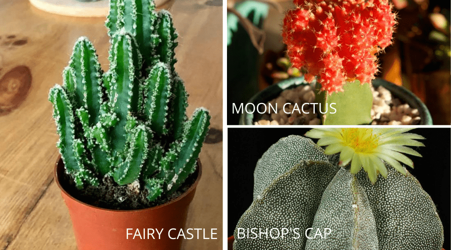 13 Best Cacti: How to Grow Easy and Beneficial Cactus Plants Indoors