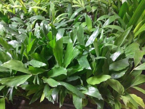 Guide to the Best Indoor Trees of 2020