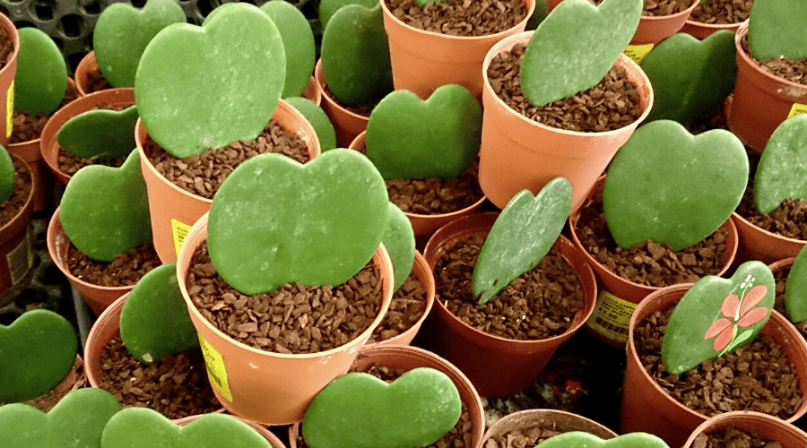 Hoya Kerrii Guide: How to Care for a Sweetheart Plant