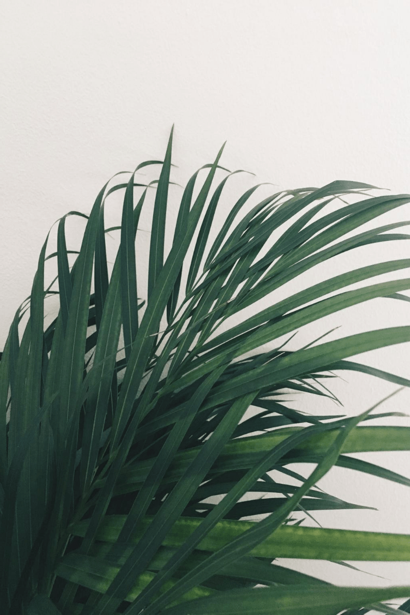 Kentia Palm Guide: How to Care for a Howea Forsteriana Tree