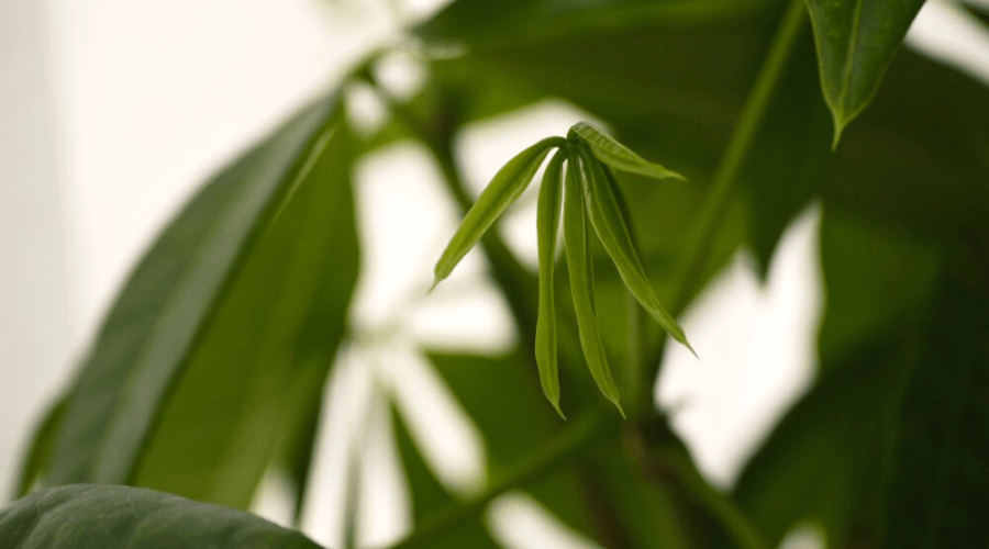 Money Tree Guide: How to Take Care of a Money Tree Plant