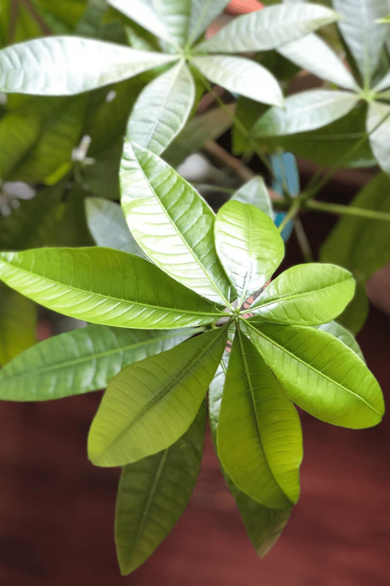 Money Tree Guide: How to Take Care of a Money Tree Plant