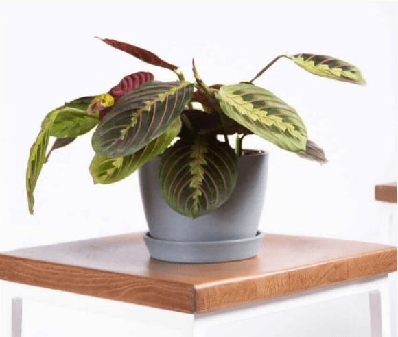 Prayer Plant Guide: How to Take Care of a Maranta Plant