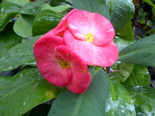 Crown of Thorns Guide: How to Care for a Euphorbia Milii Plant
