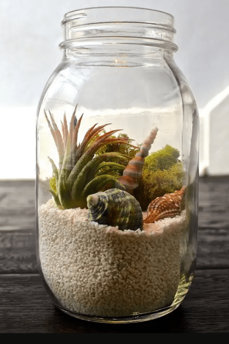 Tillandsias Display Ideas 82 Air Plant Display Ideas | Air Plant