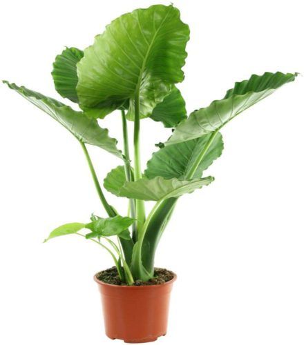 Alocasia Plant Guide: How to Care for an Elephant Ear