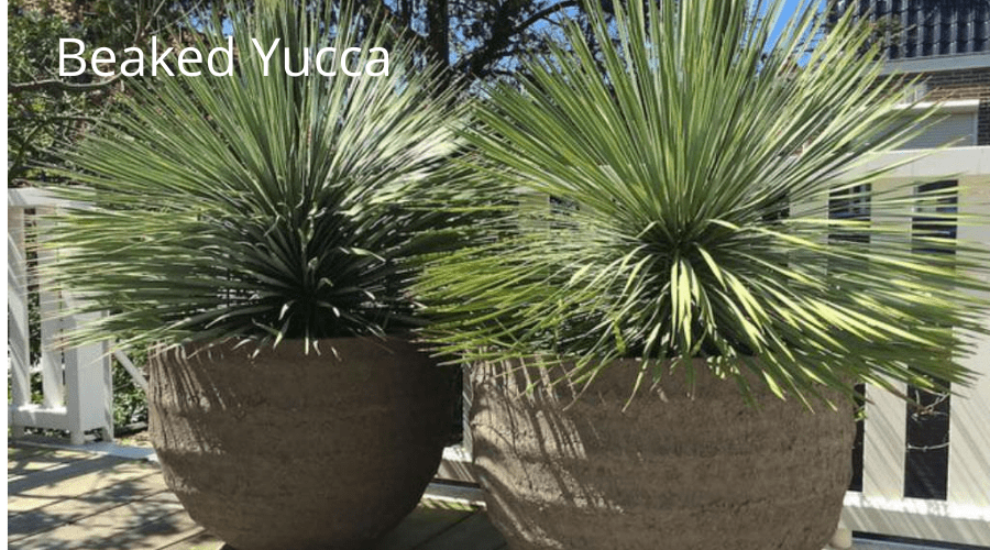 Yucca Guide: How to Care for a Yucca Plant Indoors or Outside