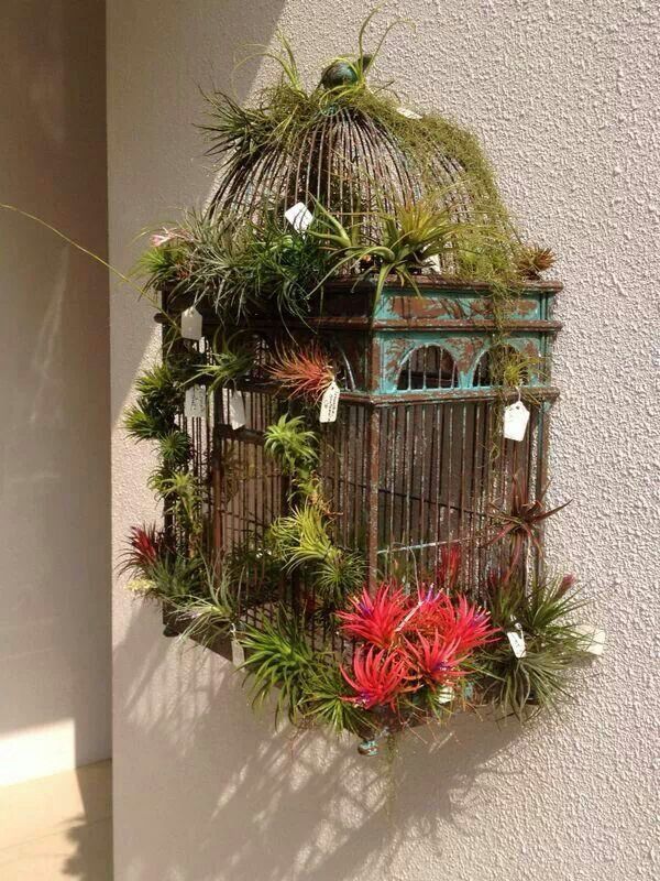 The 18 Absolute Best Ways to Display Your Air Plants