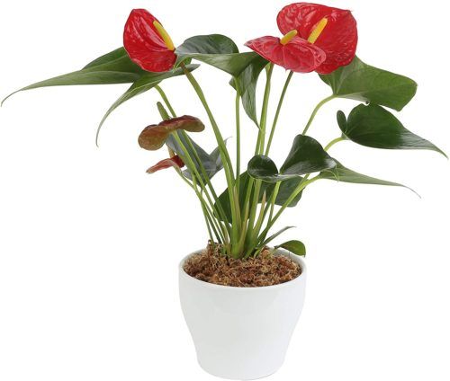 Anthurium Guide: How to Care for a Flamingo Flower