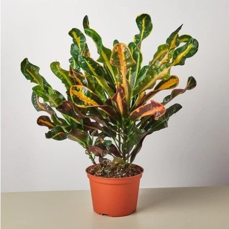 Croton Guide: How to Care For a Croton Plant