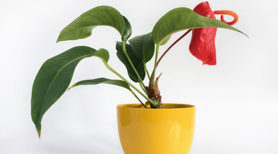 Anthurium Guide: How to Care for a Flamingo Flower