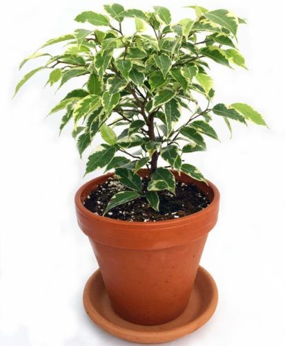Weeping Fig Tree Guide: How to Care for a Ficus Benjamina