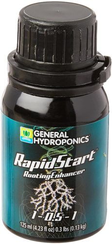 Umbrella Tree Guide: How to Take Care of the Shefflera Plant