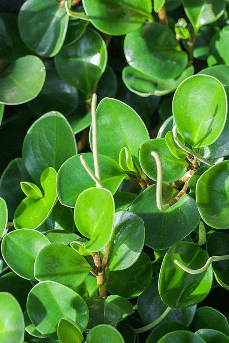 Peperomia Guide: How to Care for a Peperomia Plant