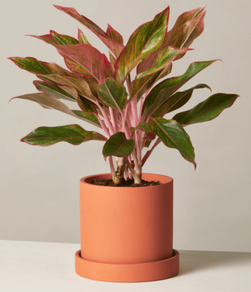 How to Identify House Plants: Everything You Need to Know to ID a ...