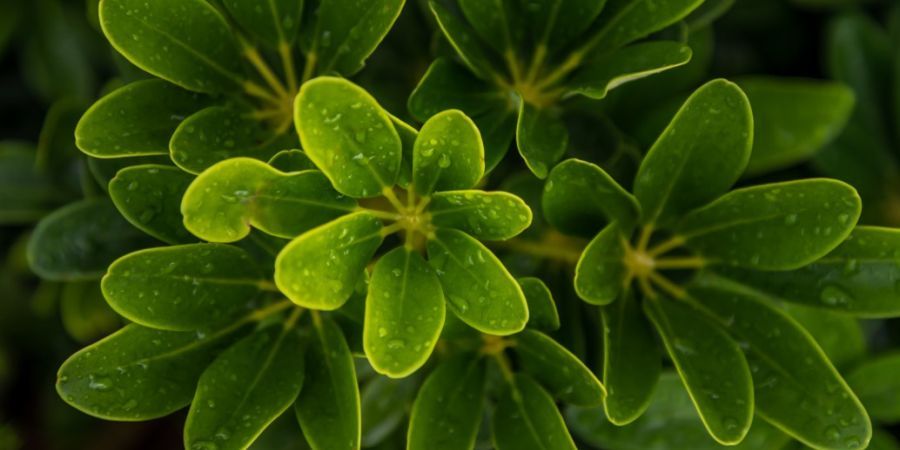 Schefflera Guide: How to Take Care of a Schefflera Plant