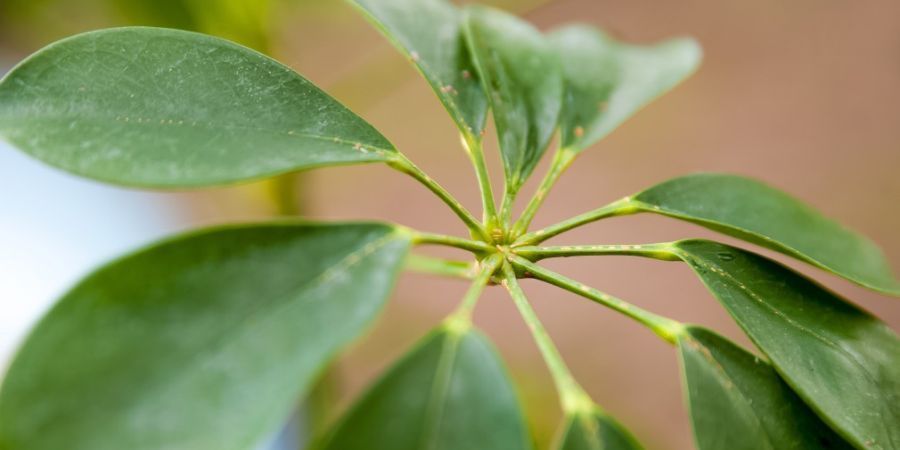 Schefflera Guide: How to Take Care of a Schefflera Plant
