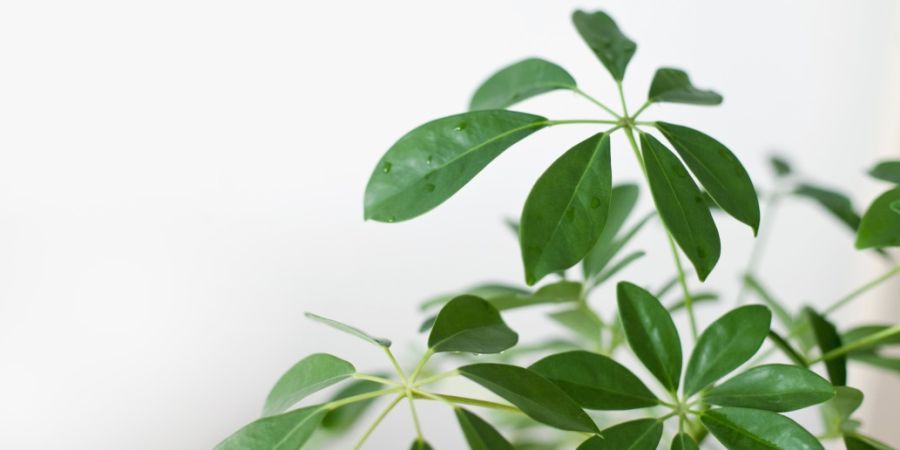 Schefflera Guide: How to Take Care of a Schefflera Plant
