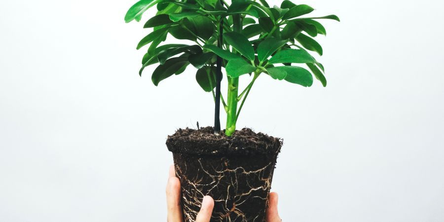 Schefflera Guide: How to Take Care of a Schefflera Plant