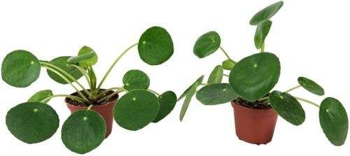 Pilea Peperomioides Guide: How to Care for a Chinese Money Plant