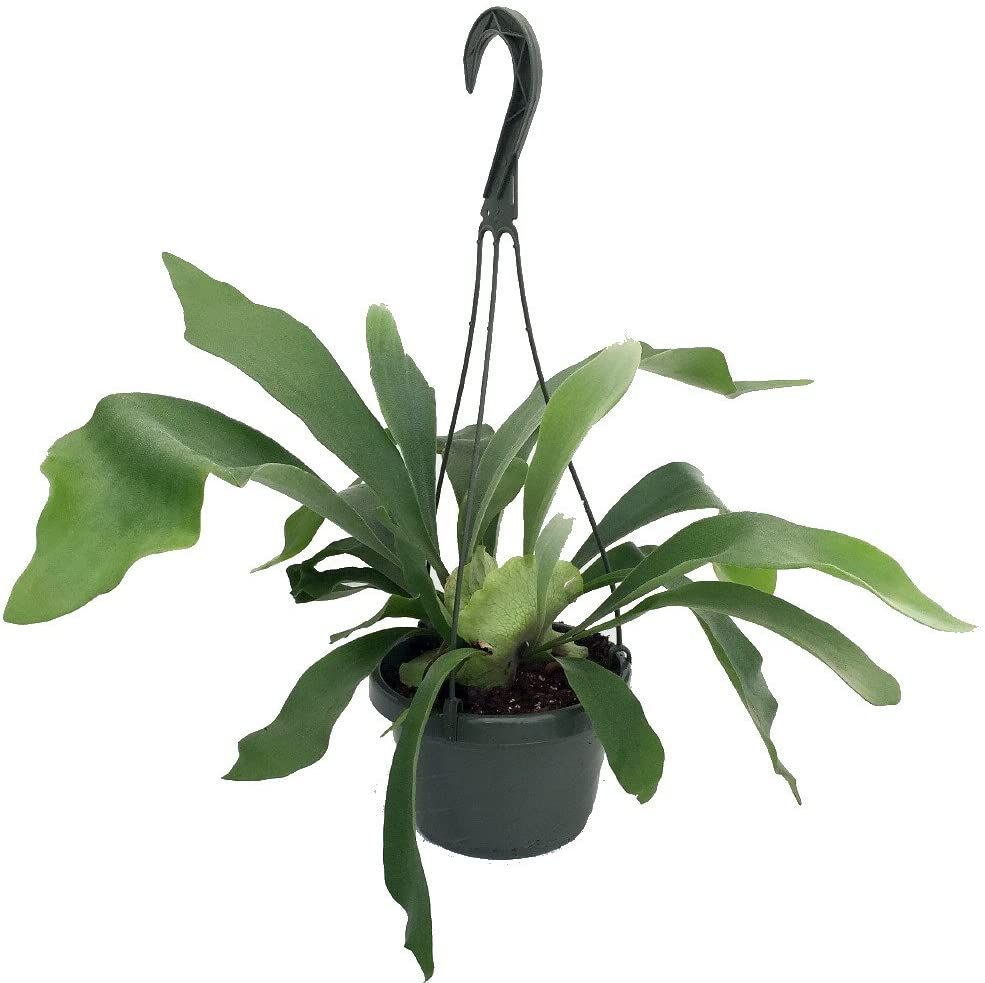 Staghorn Fern Guide: How to Care for a Platycerium Plant