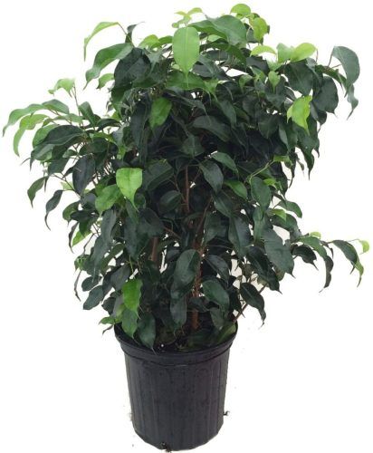 Weeping Fig Tree Guide: How to Care for a Ficus Benjamina