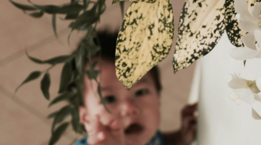 Dieffenbachia Houseplant Guide: How to Care for a Dumb Cane