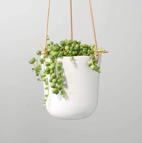 String of Pearls Guide: How to Care for a Curio Rowleyanus Succulent