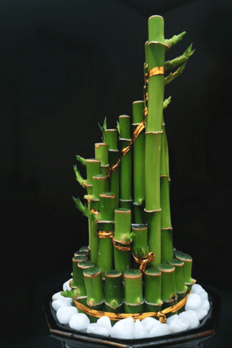 Lucky Bamboo Guide: How to Care for a Dracaena Sanderiana
