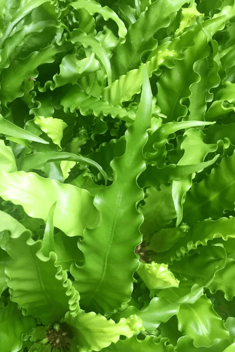 Bird’s Nest Fern Guide: How to Care for an Asplenium Nidus Plant Indoors