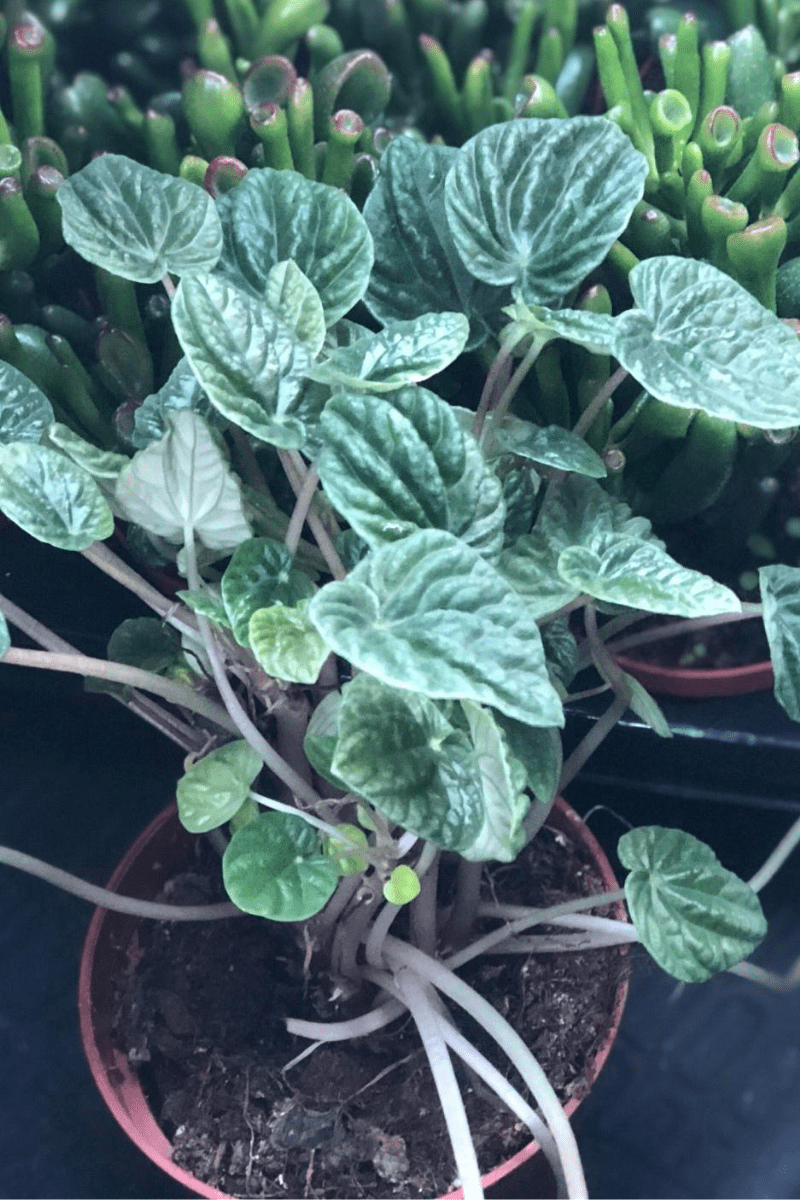 Peperomia Guide: How to Care for a Peperomia Plant