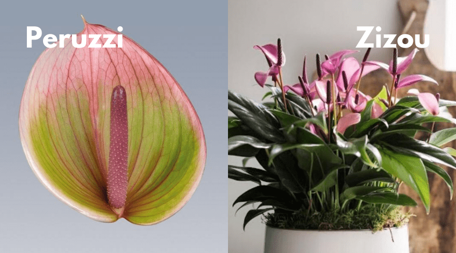 Anthurium Guide: How to Care for a Flamingo Flower