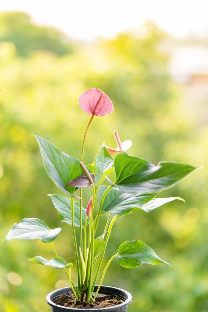 Anthurium Guide: How to Care for a Flamingo Flower